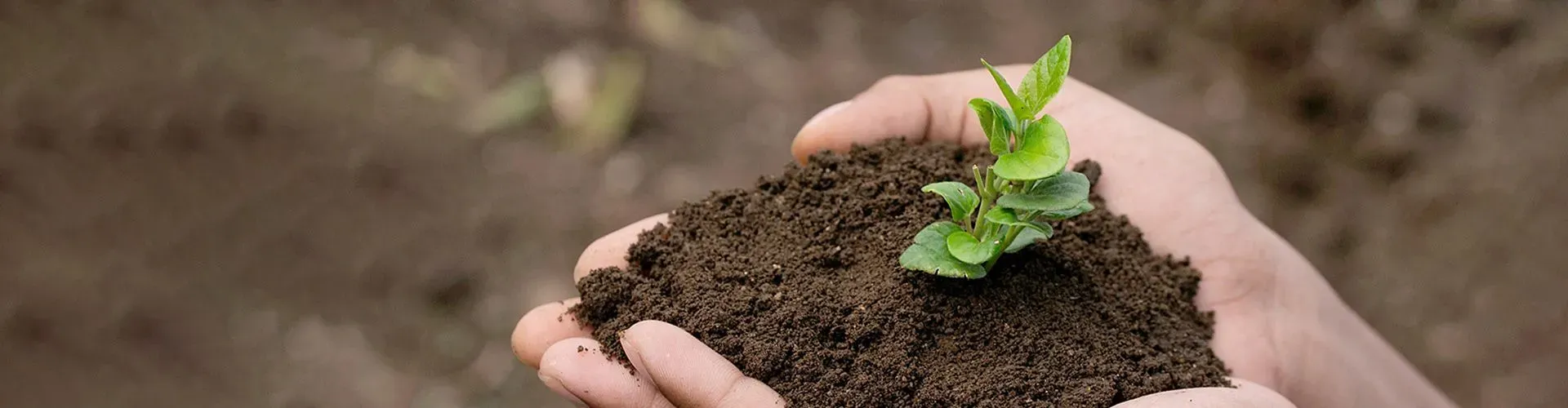 Discover how to reduce our carbon footprint| Palace Resorts